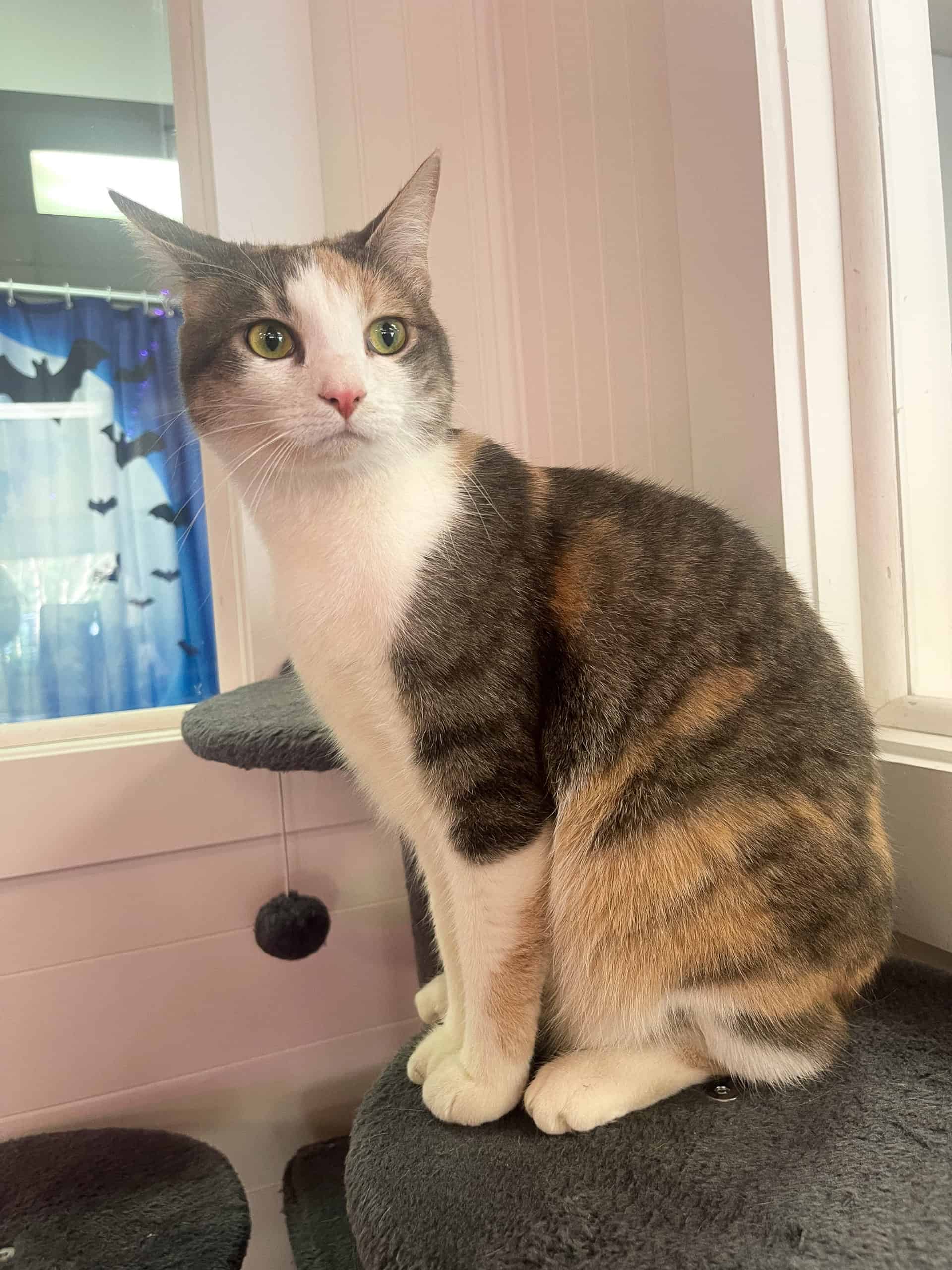 Our Cats | Cattiesburg Cafe