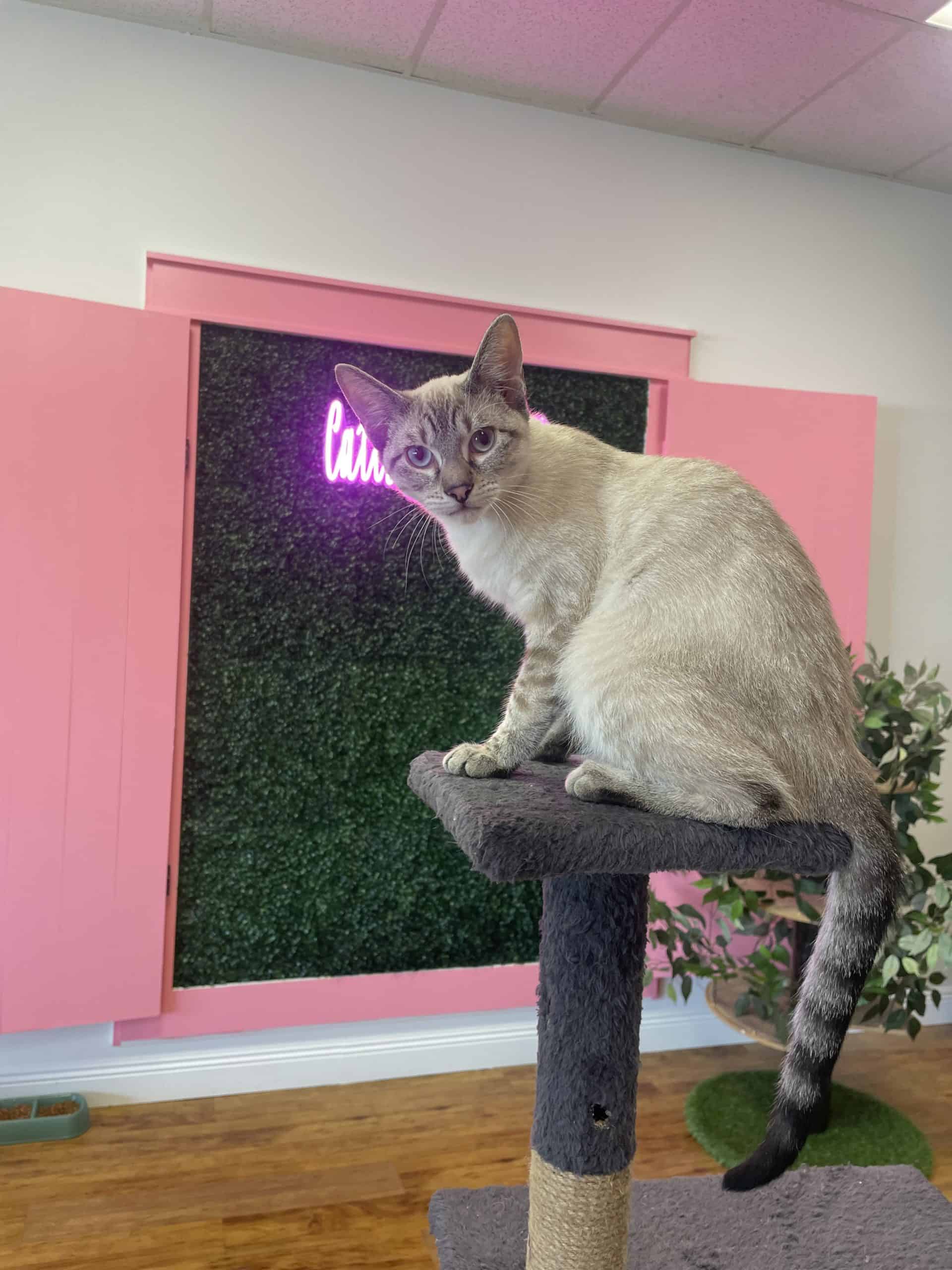 Our Cats | Cattiesburg Cafe