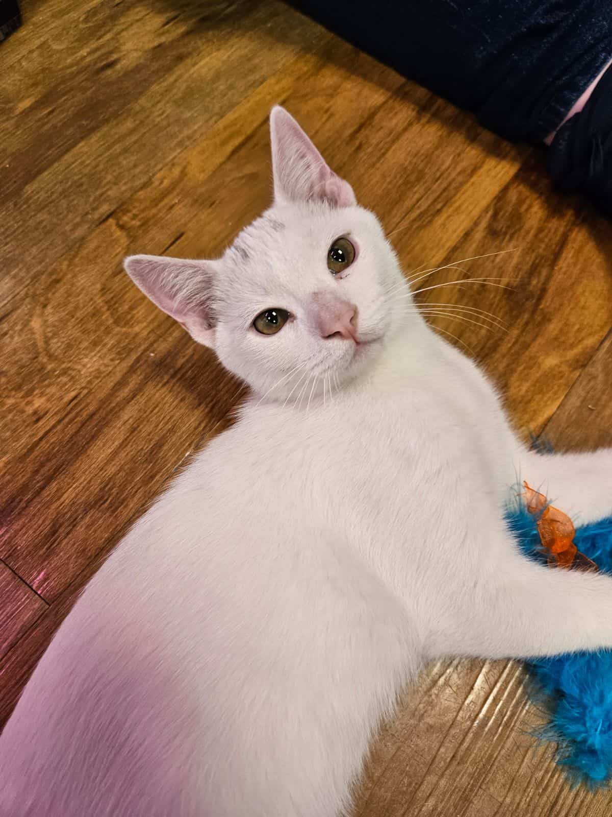 Our Cats | Cattiesburg Cafe