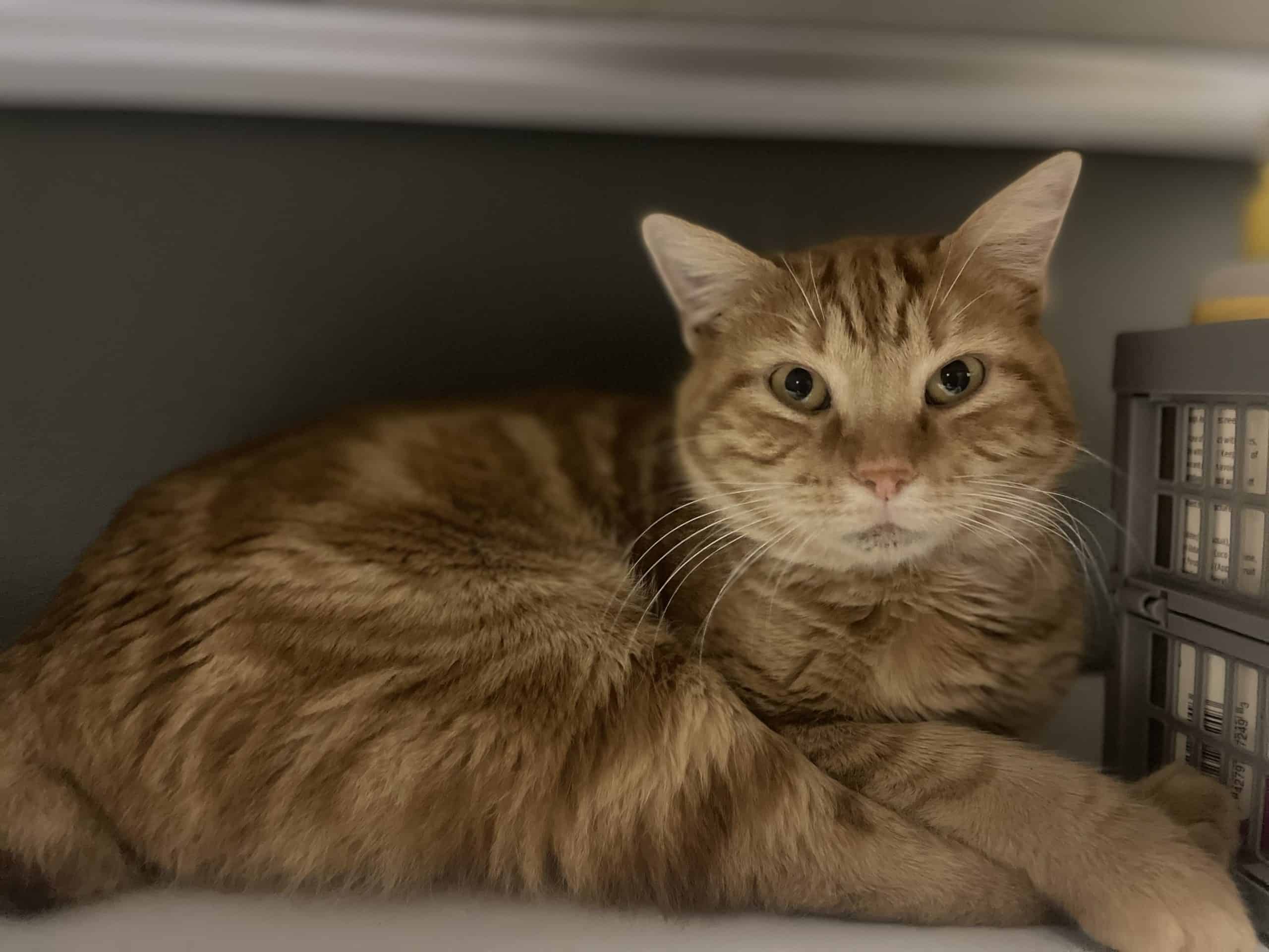 Our Cats | Cattiesburg Cafe