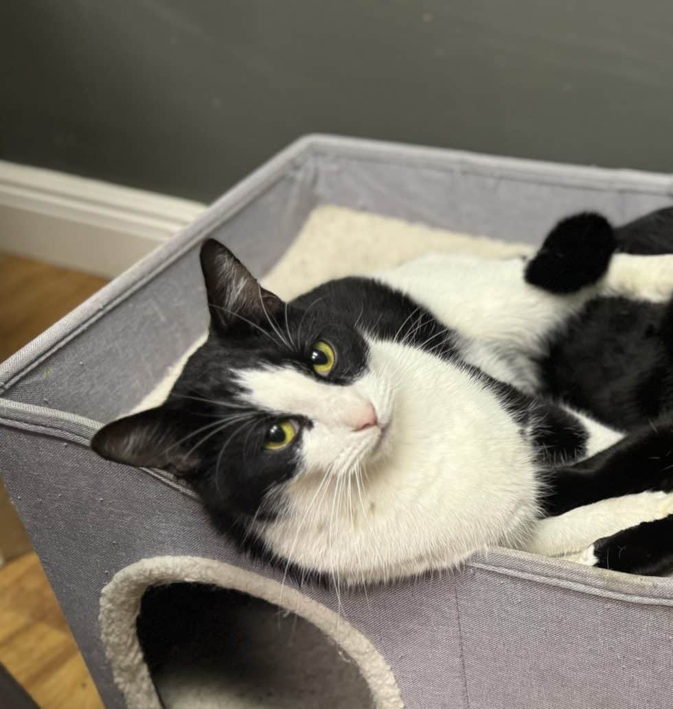 Our Cats | Cattiesburg Cafe